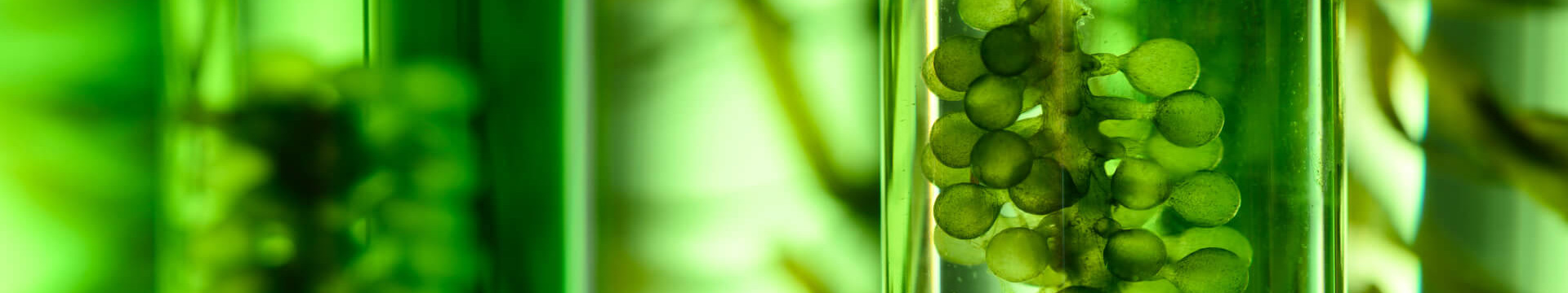 UNESCO Chair in Plant Based Green and Sustainable Chemistry